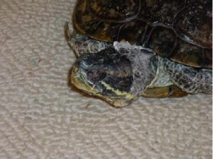 « Olaf » (Trachemys scripta scripta) – ATRA