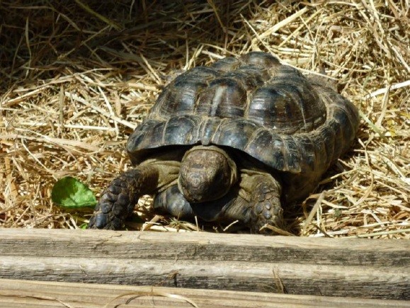« Gaston » (Testudo greaca ibera) – ATRA